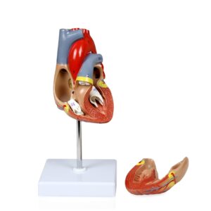 Vision Scientific VAC405-AN Life-Size Human Heart | 2 Parts | Anterior Wall Detachable to Reveal Ventricles, Atria, Valves, and The Aorta | Labelled Diagram Included