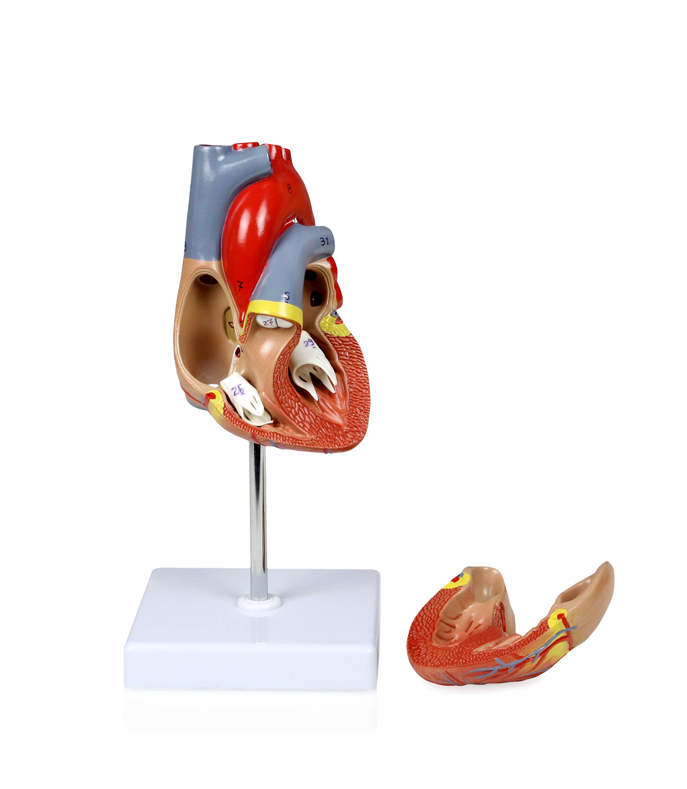 Vision Scientific VAC405-AN Life-Size Human Heart | 2 Parts | Anterior Wall Detachable to Reveal Ventricles, Atria, Valves, and The Aorta | Labelled Diagram Included