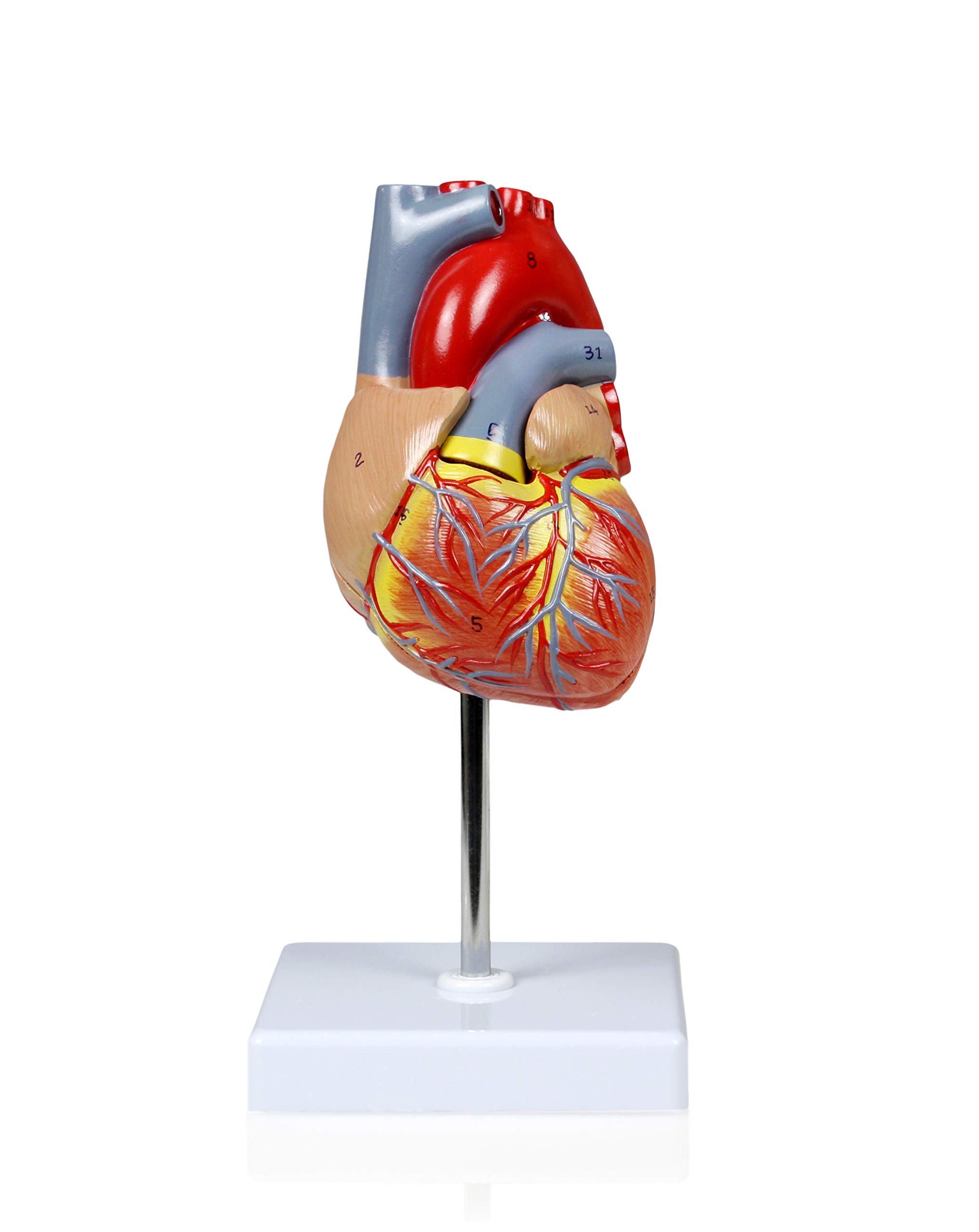 Vision Scientific VAC405-AN Life-Size Human Heart | 2 Parts | Anterior Wall Detachable to Reveal Ventricles, Atria, Valves, and The Aorta | Labelled Diagram Included