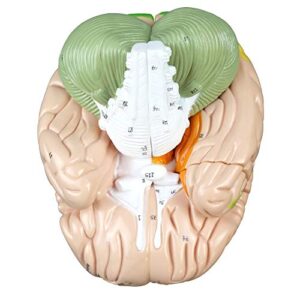 Vision Scientific VAB400 Color-Coded Human Regional Brain - 4 Parts | Approximately 130 Key Structural Features are Identified | 9 Vivid Colors to Identify The Different Brain Functions | W Key Card