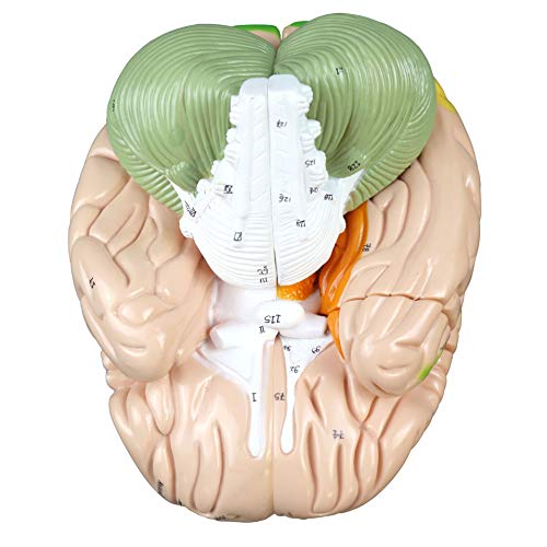 Vision Scientific VAB400 Color-Coded Human Regional Brain - 4 Parts | Approximately 130 Key Structural Features are Identified | 9 Vivid Colors to Identify The Different Brain Functions | W Key Card