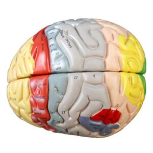 Vision Scientific VAB400 Color-Coded Human Regional Brain - 4 Parts | Approximately 130 Key Structural Features are Identified | 9 Vivid Colors to Identify The Different Brain Functions | W Key Card