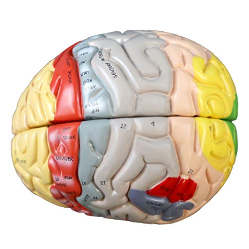 Vision Scientific VAB400 Color-Coded Human Regional Brain - 4 Parts | Approximately 130 Key Structural Features are Identified | 9 Vivid Colors to Identify The Different Brain Functions | W Key Card