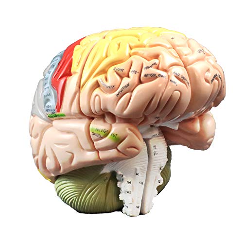 Vision Scientific VAB400 Color-Coded Human Regional Brain - 4 Parts | Approximately 130 Key Structural Features are Identified | 9 Vivid Colors to Identify The Different Brain Functions | W Key Card