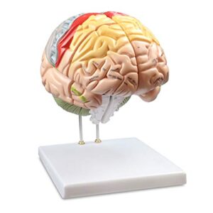 Vision Scientific VAB400 Color-Coded Human Regional Brain - 4 Parts | Approximately 130 Key Structural Features are Identified | 9 Vivid Colors to Identify The Different Brain Functions | W Key Card