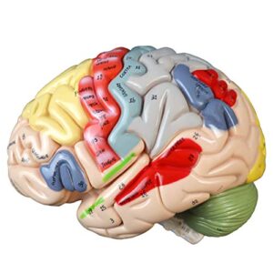 Vision Scientific VAB400 Color-Coded Human Regional Brain - 4 Parts | Approximately 130 Key Structural Features are Identified | 9 Vivid Colors to Identify The Different Brain Functions | W Key Card