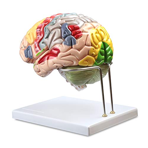 Vision Scientific VAB400 Color-Coded Human Regional Brain - 4 Parts | Approximately 130 Key Structural Features are Identified | 9 Vivid Colors to Identify The Different Brain Functions | W Key Card