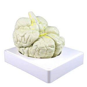 vision scientific vab401-3 life size human brain models-3 parts | shows frontal, parietal, temporal & occipital lobes | half of brain stem | half of cerebellum | instruction manual included