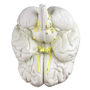 Vision Scientific VAB401-3 Life Size Human Brain Models-3 Parts | Shows Frontal, Parietal, Temporal & Occipital Lobes | Half of Brain Stem | Half of Cerebellum | Instruction Manual Included