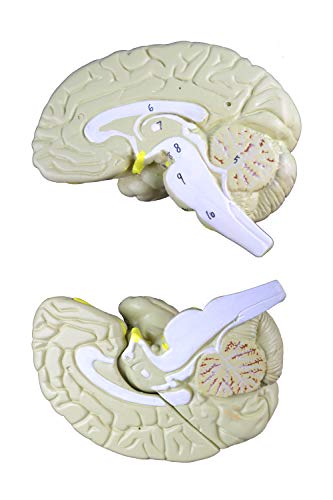 Vision Scientific VAB401-3 Life Size Human Brain Models-3 Parts | Shows Frontal, Parietal, Temporal & Occipital Lobes | Half of Brain Stem | Half of Cerebellum | Instruction Manual Included