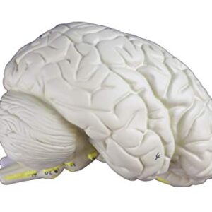 Vision Scientific VAB401-3 Life Size Human Brain Models-3 Parts | Shows Frontal, Parietal, Temporal & Occipital Lobes | Half of Brain Stem | Half of Cerebellum | Instruction Manual Included