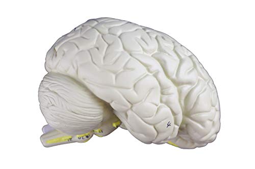 Vision Scientific VAB401-3 Life Size Human Brain Models-3 Parts | Shows Frontal, Parietal, Temporal & Occipital Lobes | Half of Brain Stem | Half of Cerebellum | Instruction Manual Included