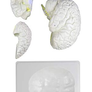 Vision Scientific VAB401-3 Life Size Human Brain Models-3 Parts | Shows Frontal, Parietal, Temporal & Occipital Lobes | Half of Brain Stem | Half of Cerebellum | Instruction Manual Included