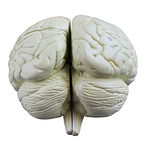 Vision Scientific VAB401-3 Life Size Human Brain Models-3 Parts | Shows Frontal, Parietal, Temporal & Occipital Lobes | Half of Brain Stem | Half of Cerebellum | Instruction Manual Included