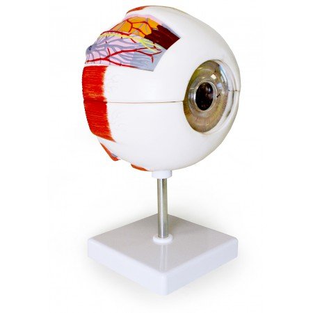 Vision Scientific VAE403-A 6X Eye Model 6 Parts | Shows Optic Nerves | Muscles in Natural Position & Bony Orbit | Dissected Horizontal Plane Reveals Cornea, Iris, Lens & Vitreous Body | W Key Card