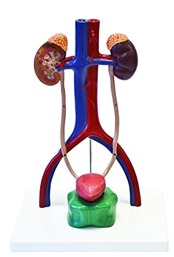 Vision Scientific VAU429 Urinary System | 4 Parts, Larger-Than-Life Size | Dissected Structure of Kidney | Internal Structure of Bladder, Origins of Renal Artery & Vein with Key Card