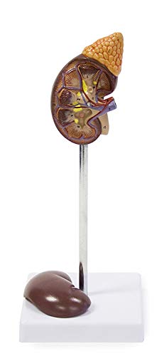 Vision Scientific VAU439-N Life-Size Kidney Model - 2 Parts | Median Sagittal Sectioned | Divided in 2 Parts to Show Internal Structures | Accompanying Key Card