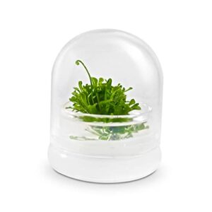 bloomify live sundew plant terrarium – enclosed ecosystem with zero maintenance – unique ecosphere plants for home décor – drosera spatula sundew plant –great gift – self-sustaining terrarium