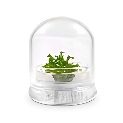 Bloomify Live Sundew Plant Terrarium – Enclosed Ecosystem with Zero Maintenance – Unique Ecosphere Plants for Home Décor – Drosera Spatula Sundew Plant –Great Gift – Self-Sustaining Terrarium