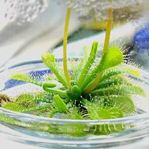 Bloomify Live Sundew Plant Terrarium – Enclosed Ecosystem with Zero Maintenance – Unique Ecosphere Plants for Home Décor – Drosera Spatula Sundew Plant –Great Gift – Self-Sustaining Terrarium