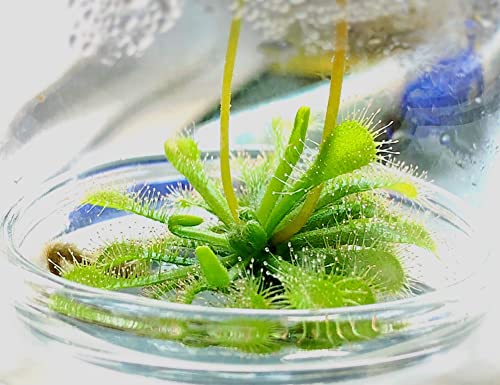 Bloomify Live Sundew Plant Terrarium – Enclosed Ecosystem with Zero Maintenance – Unique Ecosphere Plants for Home Décor – Drosera Spatula Sundew Plant –Great Gift – Self-Sustaining Terrarium