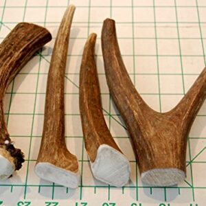 Premium Deer Antler Pieces - Dog Chews - Antlers by The Pound, One Pound - Six Inches or Longer - Medium, Large and XL - Happy Dog Guarantee!