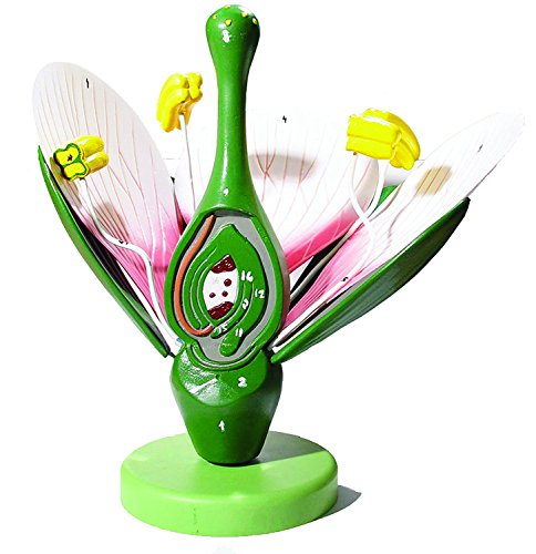 Vision Scientific VAN307 Dicot Flower Model | 8X Enlarged | Can be Disassembled | Important Structures are Numbered | Mounted on a Stand | W Key Card