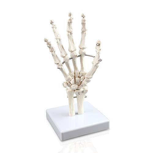 Vision Scientific VAJ210 Right Hand Skeleton with Articulated Joints | Shows Ulna and Radius, Portray Natural Movement of Human Hand | Instruction Manual