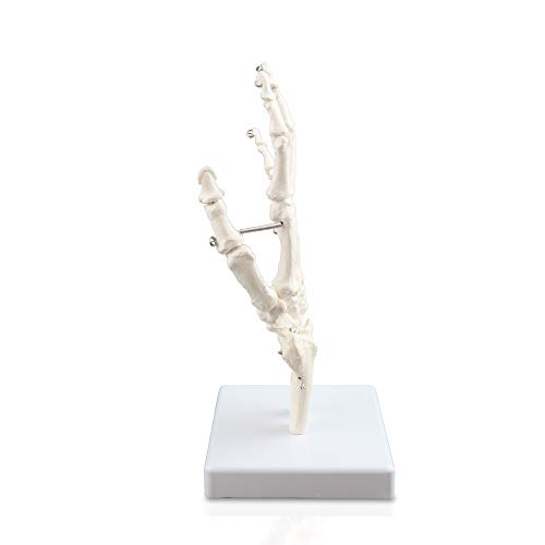 Vision Scientific VAJ210 Right Hand Skeleton with Articulated Joints | Shows Ulna and Radius, Portray Natural Movement of Human Hand | Instruction Manual