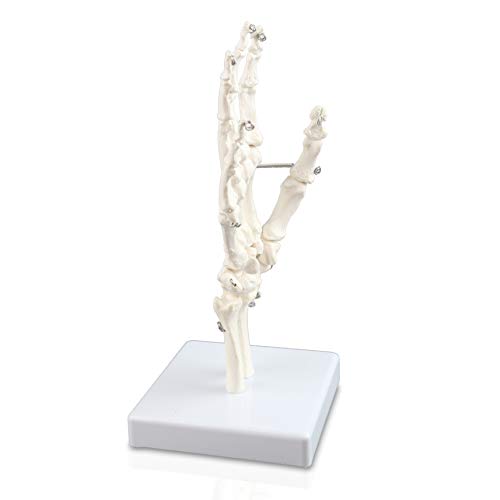 Vision Scientific VAJ210 Right Hand Skeleton with Articulated Joints | Shows Ulna and Radius, Portray Natural Movement of Human Hand | Instruction Manual