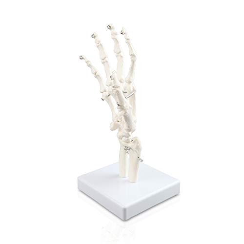 Vision Scientific VAJ210 Right Hand Skeleton with Articulated Joints | Shows Ulna and Radius, Portray Natural Movement of Human Hand | Instruction Manual