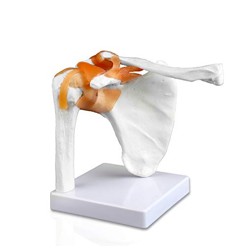 Vision Scientific VAJ227 Classic Functional Shoulder Joint Model, Articulated with Flexible Ligaments. Features Clavicle, Humerus and Scapula