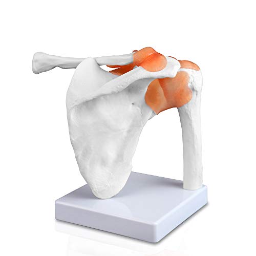 Vision Scientific VAJ227 Classic Functional Shoulder Joint Model, Articulated with Flexible Ligaments. Features Clavicle, Humerus and Scapula