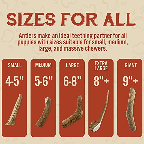 Elk Antlers for Dogs - Grade A, Naturally Shed Antlers | Long Lasting Dog Bones for Aggressive Chewers & Teething Puppies | All Breeds Chew Toy USA Made & Veteran Owned | Large: 7" Whole Elk, 1-Pack