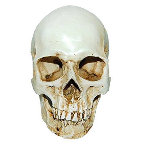 MagiDeal Lifesize 1:1 Human Skull Replica Resin Model Anatomical Medical Skeleton