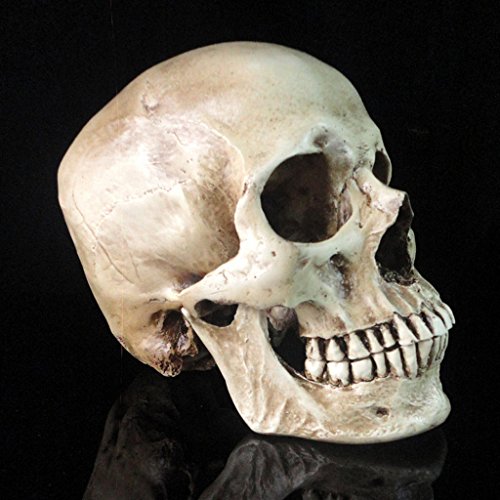 MagiDeal Lifesize 1:1 Human Skull Replica Resin Model Anatomical Medical Skeleton