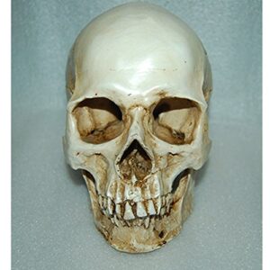 MagiDeal Lifesize 1:1 Human Skull Replica Resin Model Anatomical Medical Skeleton