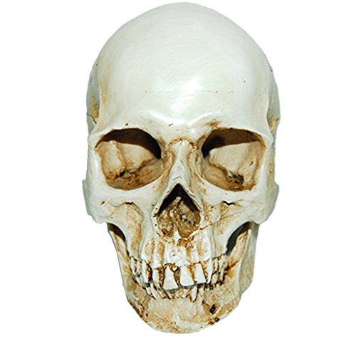 MagiDeal Lifesize 1:1 Human Skull Replica Resin Model Anatomical Medical Skeleton