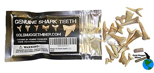 Bag of Genuine Shark Teeth - Fossilized Moroccan Teeth!