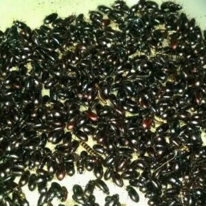 d&c farms amphibians black buffalo beetle (100 ct beetle)