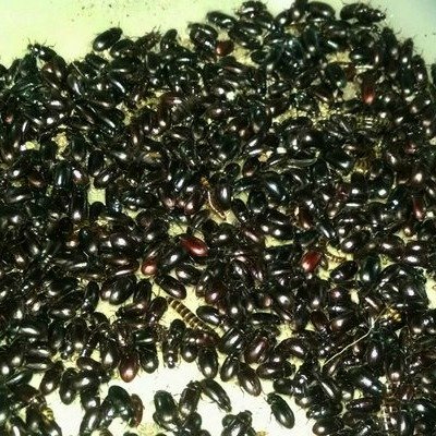 D&C Farms amphibians Black Buffalo Beetle (100 Ct Beetle)