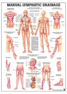 lymphatic drainage laminated anatomy chart lymphatic drainage laminated anatomy chart lymphatic drainage laminated anatomy chart lymphatic drainage laminated anatomy chart lymphatic drainage laminated anatomy chart lymphatic drainage laminated anatomy cha