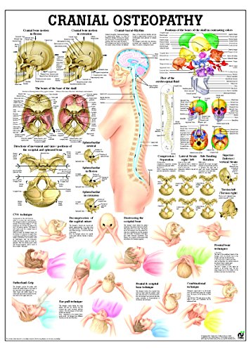 Craniosacral Osteopathy Laminated Anatomy Chart