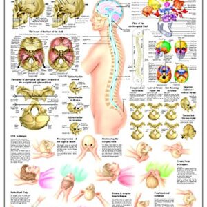 Craniosacral Osteopathy Laminated Anatomy Chart