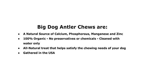 Big Dog Antler Chews - Whitetail Deer Antler Dog Chew, Medium, 8 Inches to 13 Inches Long, Natural, Healthy Long-Lasting Treat. for Medium to Large Size Dogs and Puppies! Happy Dog Guarantee!