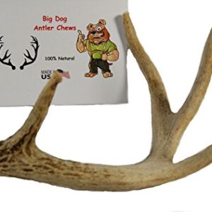 Big Dog Antler Chews - Whitetail Deer Antler Dog Chew, Medium, 8 Inches to 13 Inches Long, Natural, Healthy Long-Lasting Treat. for Medium to Large Size Dogs and Puppies! Happy Dog Guarantee!