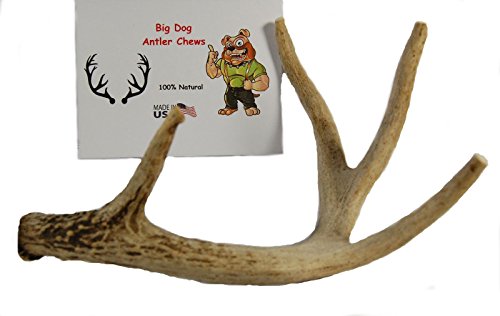 Big Dog Antler Chews - Whitetail Deer Antler Dog Chew, Medium, 8 Inches to 13 Inches Long, Natural, Healthy Long-Lasting Treat. for Medium to Large Size Dogs and Puppies! Happy Dog Guarantee!