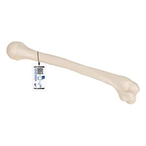 3b scientific a45/1 humerus - 3b smart anatomy