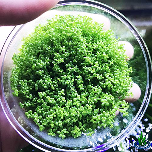 Greenpro Dwarf Baby Tears Hemianthus Callitrichoides Java Moss Live Aquarium Plants Freshwater Fish Tank Vitro TC Cup