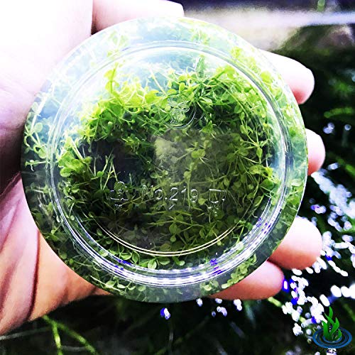 Greenpro Dwarf Baby Tears Hemianthus Callitrichoides Java Moss Live Aquarium Plants Freshwater Fish Tank Vitro TC Cup